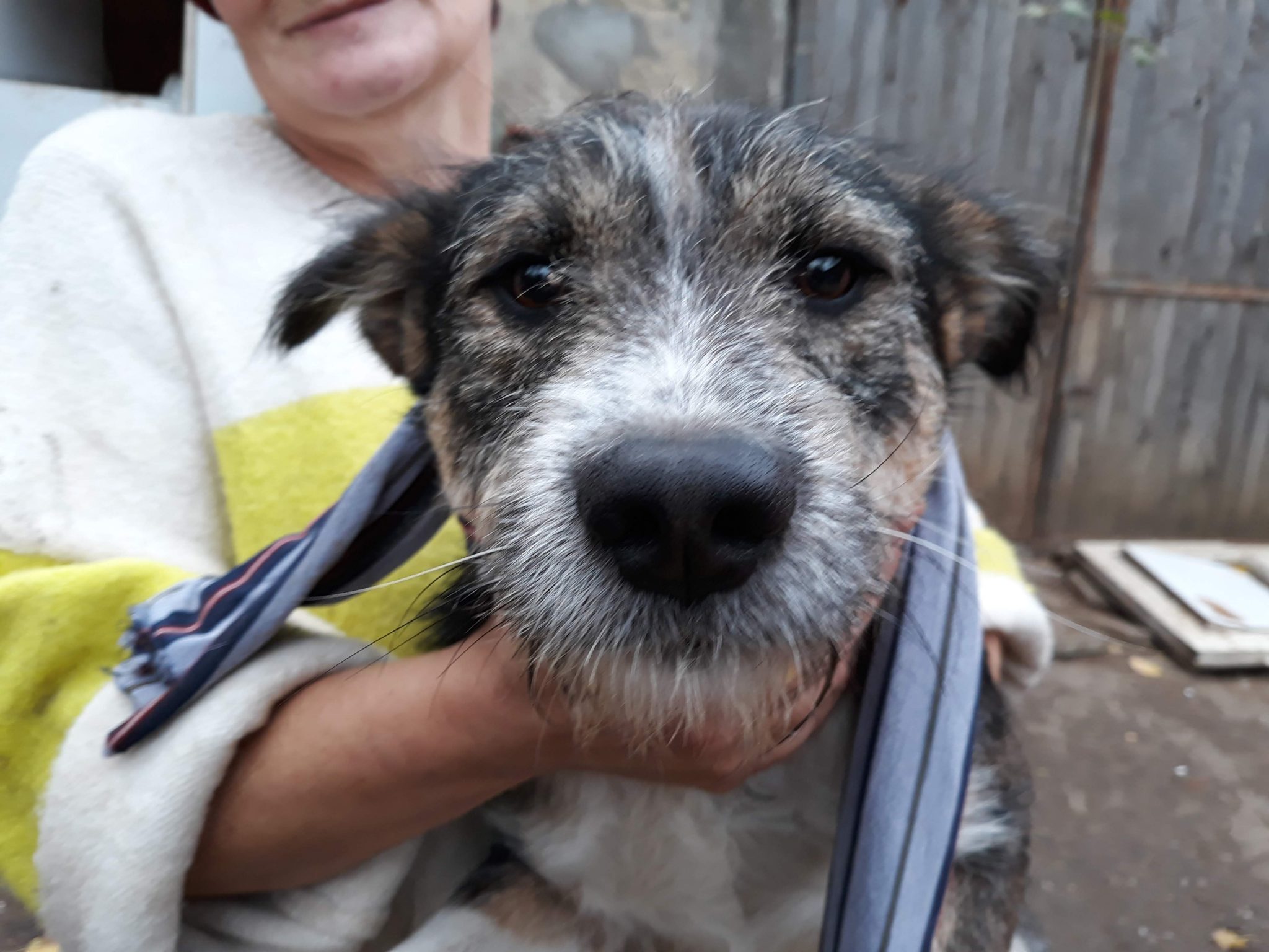 How To Adopt & Manage A Shelter Or Homeless Dog (by Terry Kyle) – Every ...